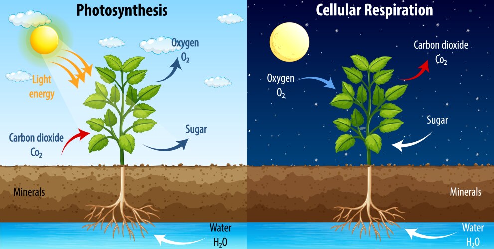 Diagram showing process photosynthesis Royalty Free Vector