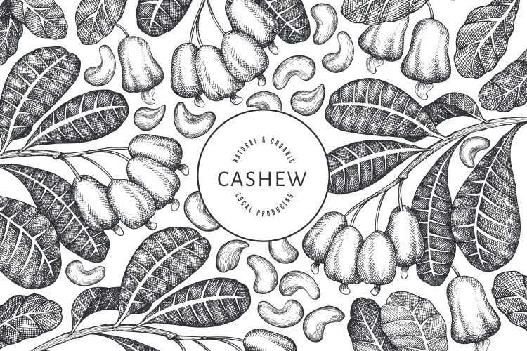 Hand drawn sketch cashew design template organic Vector Image