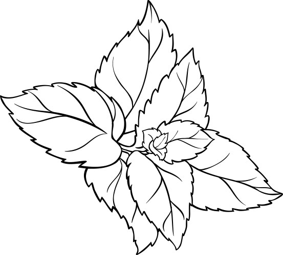 Mint Outline Vector Images (over 7,600)