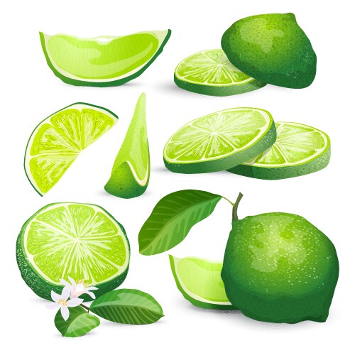 Lime Vector Images (over 240,000)