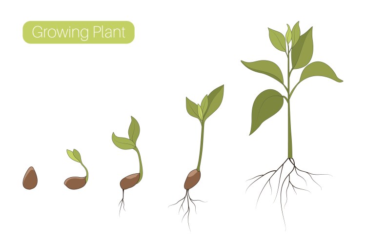 Planting process infographic growth stages steps Vector Image