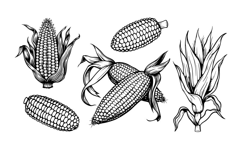 Corn Plant Drawing