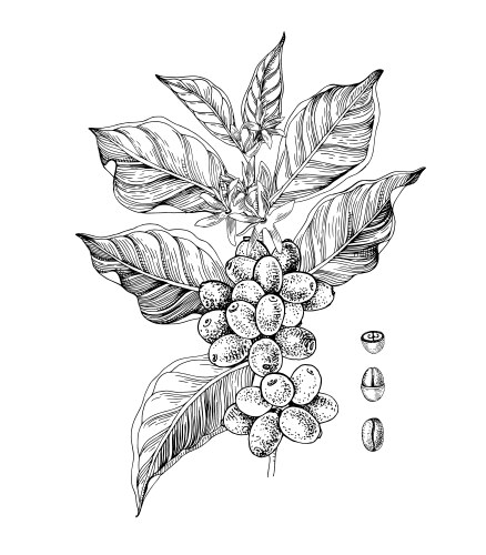 Hand drawn colorful coffee plant Royalty Free Vector Image