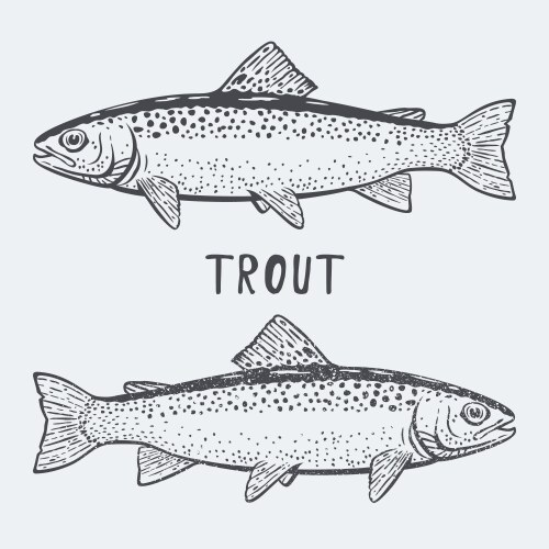 Trout Vector Images (over 13,000)