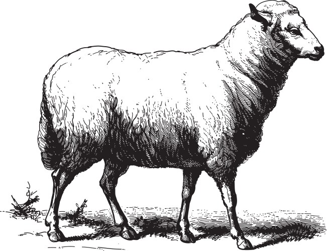 Sheep Vector Images (over 53,000)