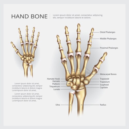 Human hand bones isolated Royalty Free Vector Image