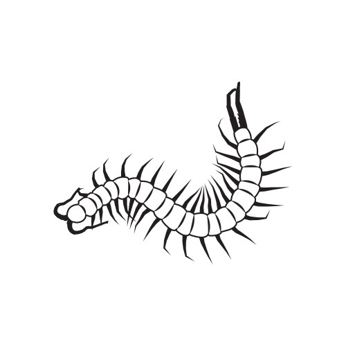 Tribal Centipede Tattoo Detailed Gothic Tribal Spider Centipede Tattoo