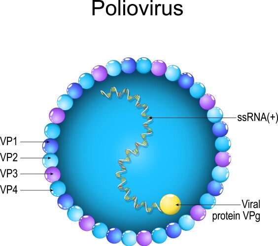 Structure of hepatitis e virus virion anatomy Vector Image