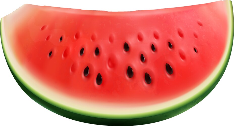 Realistic watermelon Royalty Free Vector Image