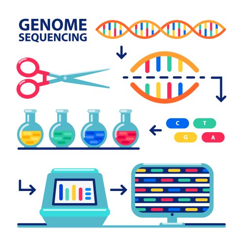 Infographics genome sequencing stages flat Vector Image
