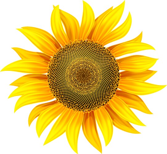 Sunflower Vector Images (over 56,000)