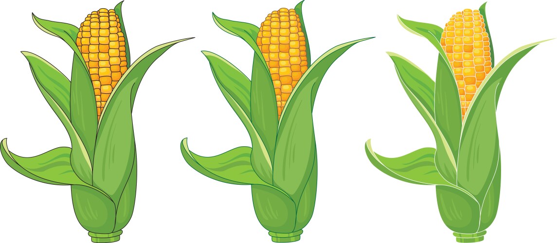 Corn Royalty Free Vector Image - VectorStock