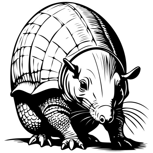 Drawing of armadillo sitting monochrome outline Vector Image