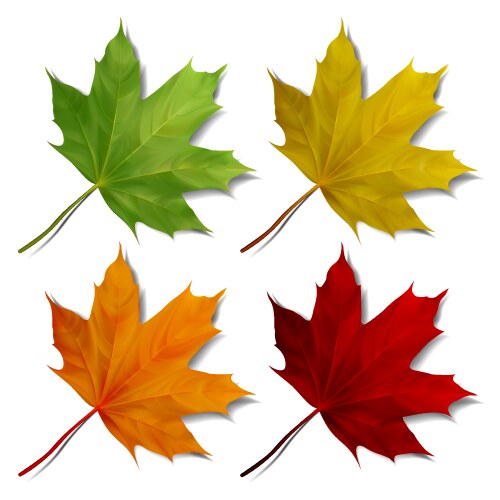 Maple Vector Images (over 100,000)