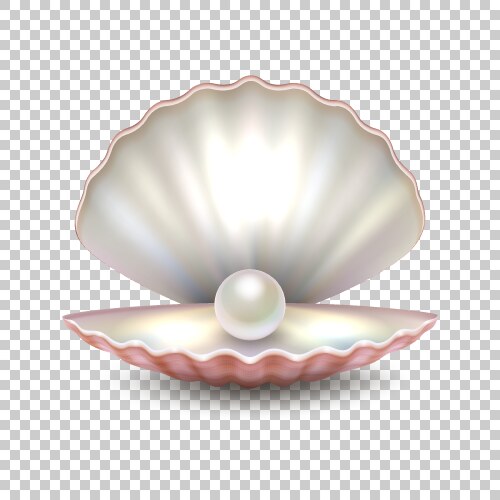 Realistic beautiful natural open sea pearl shell Vector Image
