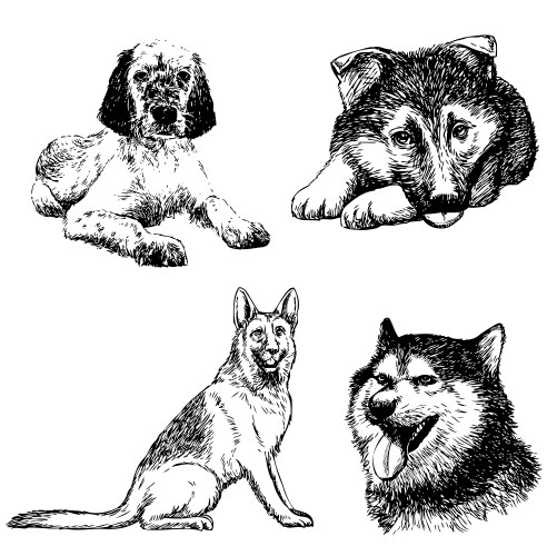 Hand drawn dog Royalty Free Vector Image - VectorStock