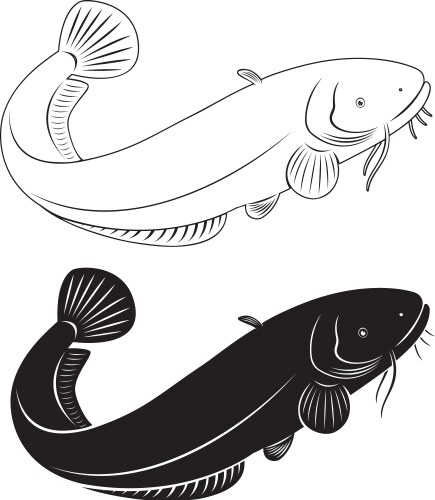 Redtail catfish Royalty Free Vector Image - VectorStock