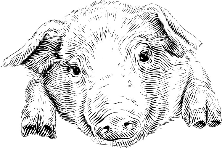 Pig Head Hand Drawing Vector Images (over 800)