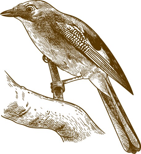 Engraved finch onbranch engraving Royalty Free Vector Image