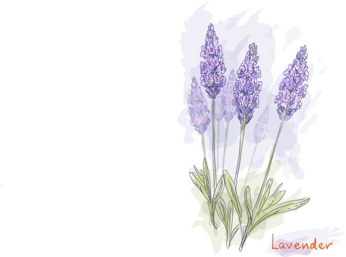 Lavender Vector Images (over 20,000)