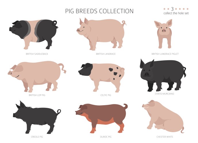 Duroc Pig Animal Vector Images (37)