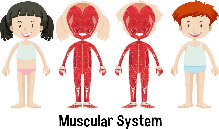 Children's Muscle Anatomy Diagram – Royalty-Free Vector | VectorStock