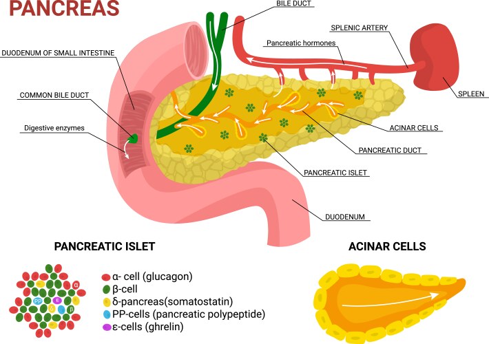 Pancreas Vector Images (over 6,000)