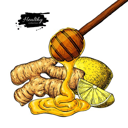 Honey ginger lemon and mint drawing Royalty Free Vector