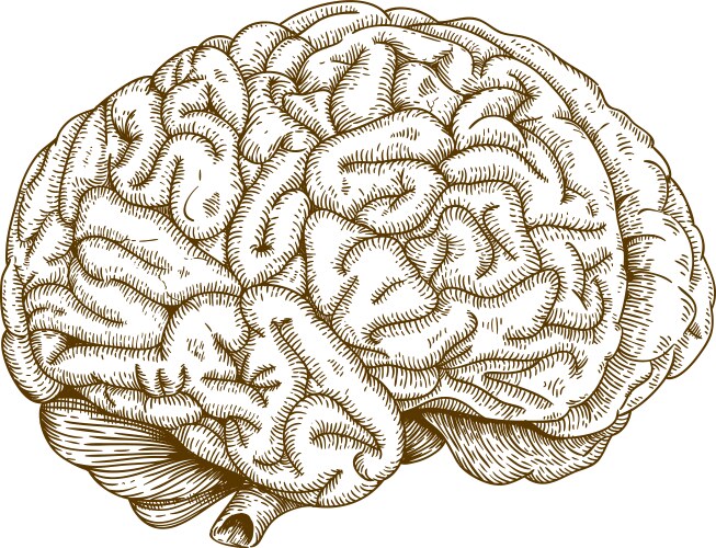 Brain Vector Images (over 240,000)