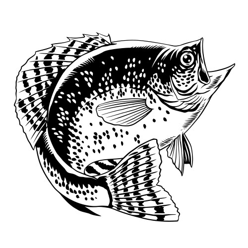 Crappie Vector Images (over 250)