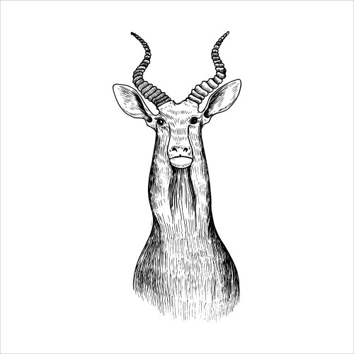 Hand drawn head antelope Royalty Free Vector Image