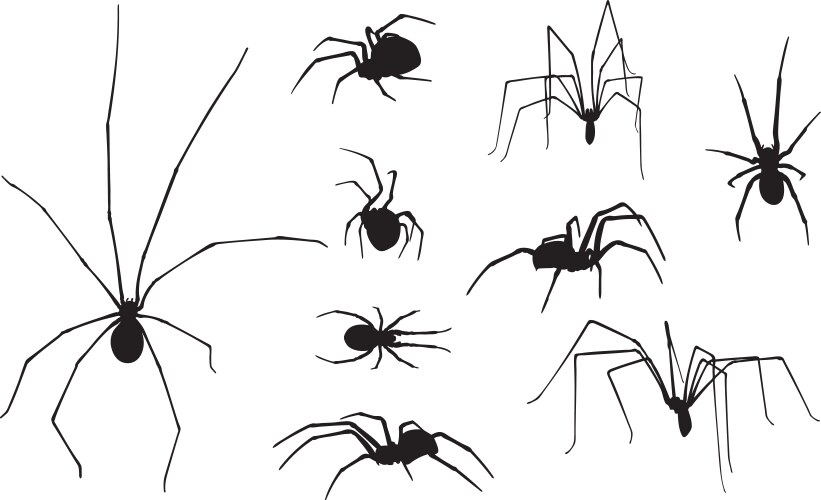 Spiders set in flat style design different Vector Image