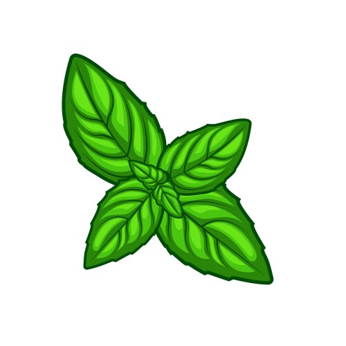 Basil leaves Royalty Free Vector Image - VectorStock