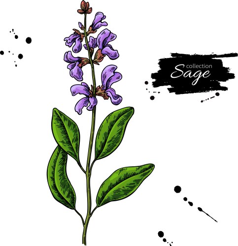 Sage drawing set isolated plant Royalty Free Vector Image