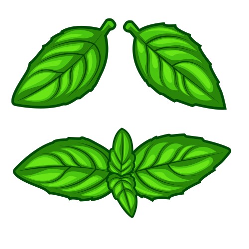 Basil Logo Vector Images (over 1,800)