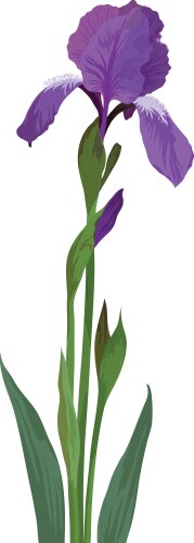 Iris flowers watercolor set Royalty Free Vector Image