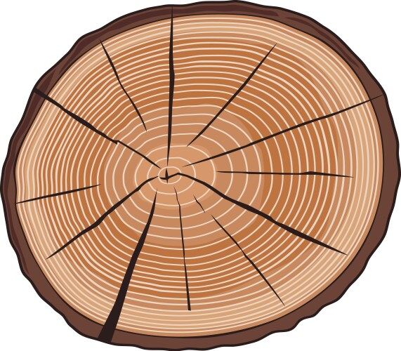 Tree rings Royalty Free Vector Image - VectorStock