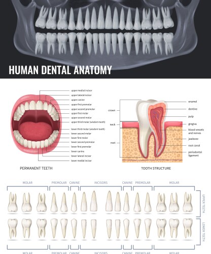 Teeth Vector Images (over 160,000)