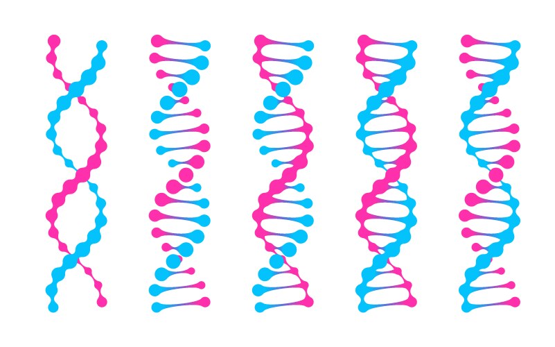 Dna double helix molecule metaball 2d flat Vector Image