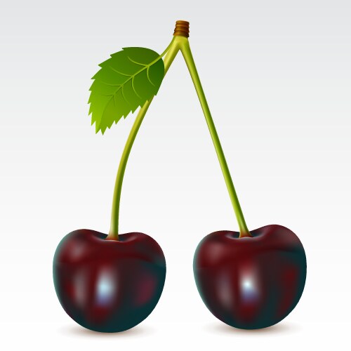 Cherry Royalty Free Vector Image - VectorStock