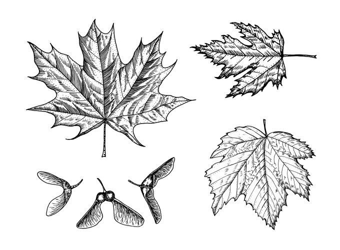 Maple leaf hand drawn sketch Royalty Free Vector Image