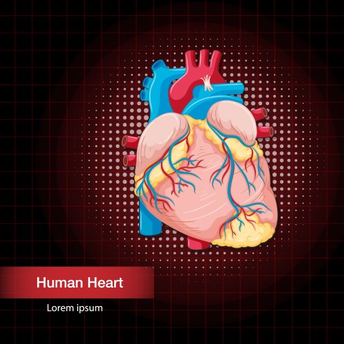 Human heart medical structure outline body Vector Image