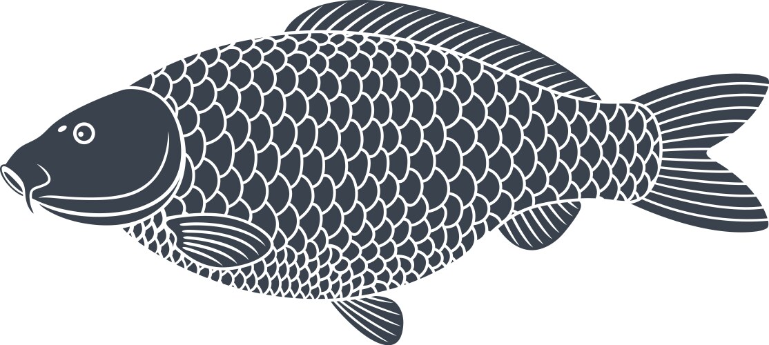 Grass carp Royalty Free Vector Image - VectorStock