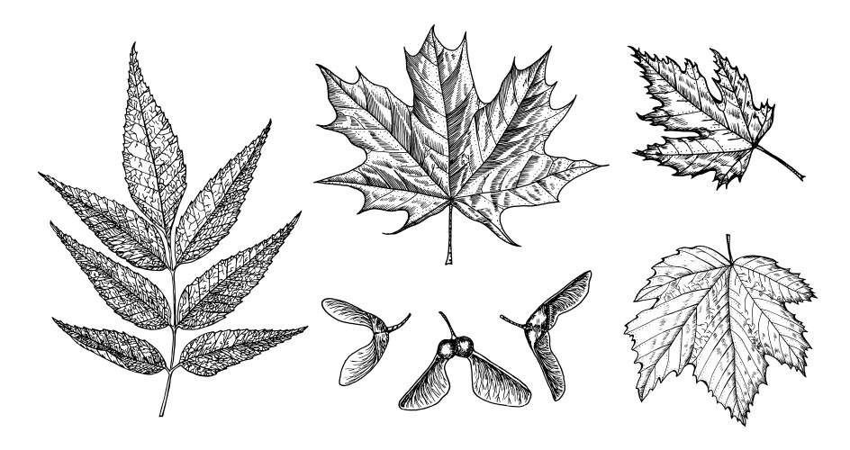 Maple leaf hand drawn sketch Royalty Free Vector Image