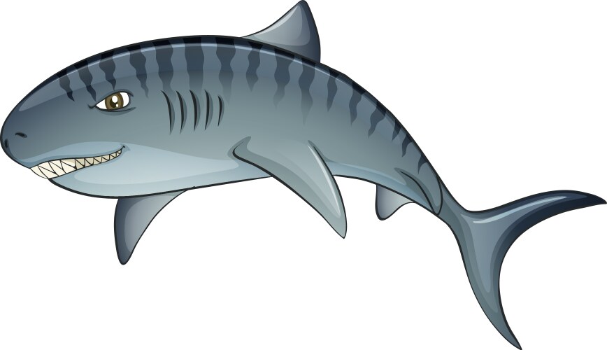 Tiger Shark Vector Images (over 730)