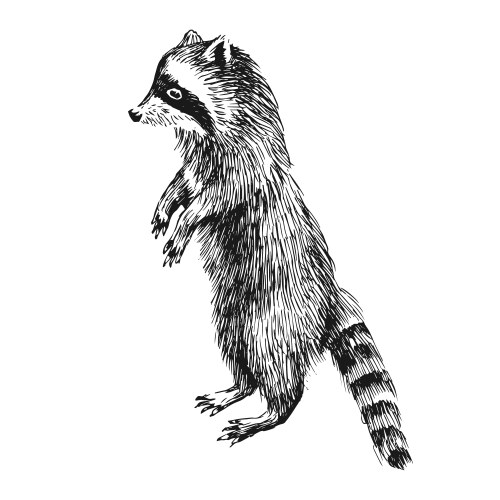Raccoon Vector Images (over 20,000)