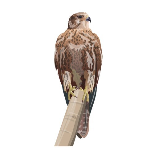Hunting falcon Royalty Free Vector Image - VectorStock