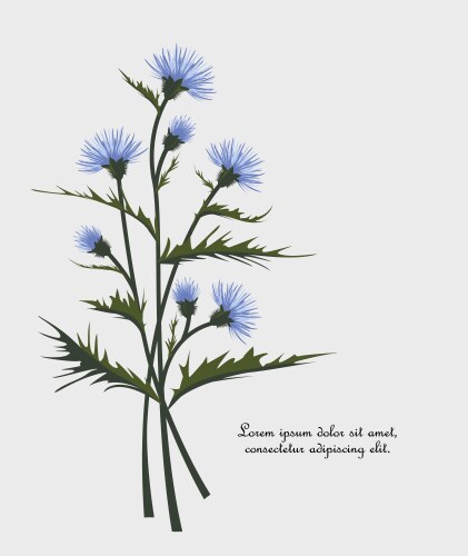 Thistle with leaves Royalty Free Vector Image - VectorStock