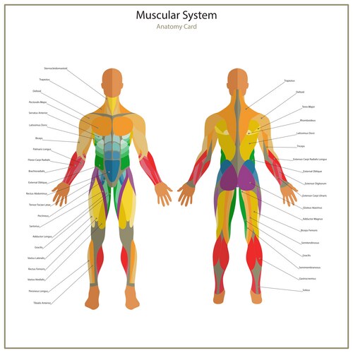 Human Muscle Anatomy Chart – Royalty-Free Vector | VectorStock
