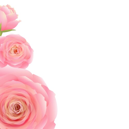 Pink rose border Royalty Free Vector Image - VectorStock